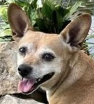 Lil Bit - Puppy Area