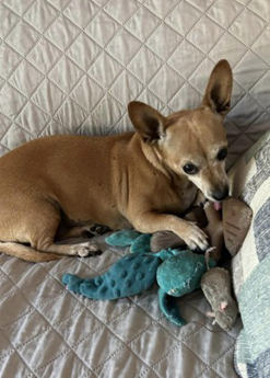 Lil Bit - Puppy Area