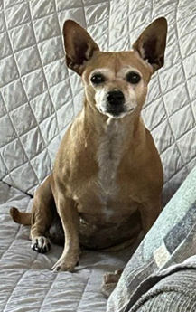 Lil Bit - Puppy Area