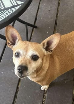 Lil Bit - Puppy Area