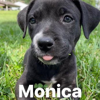 Monica - Puppy Area