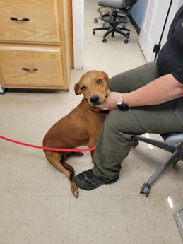 Ms. Pickles - Puppy Area