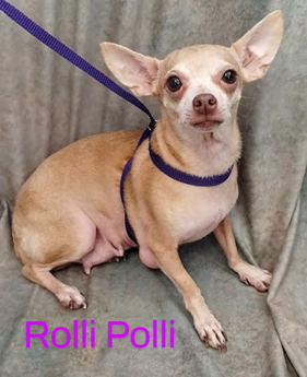 Rolli Polli - Puppy Area