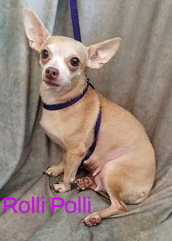 Rolli Polli - Puppy Area