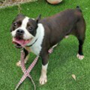 Ronan Duffy – 4037 TN - Puppy Area