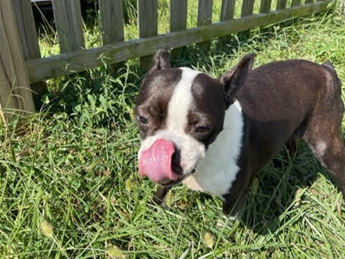 Ronan Duffy – 4037 TN - Puppy Area