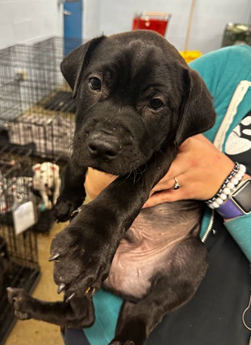 Samwise - Puppy Area