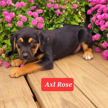 Axl Rose - Puppy Area