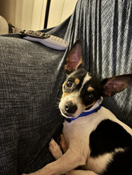 Beans (Super Cute, LOVES to Cuddle and be near you) - Puppy Area