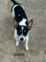 Beans (Super Cute, LOVES to Cuddle and be near you) - Puppy Area