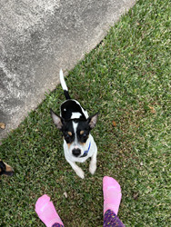 Beans (Super Cute, LOVES to Cuddle and be near you) - Puppy Area