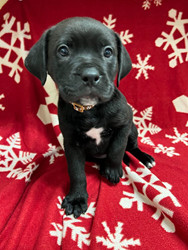 Buffalo - Puppy Area