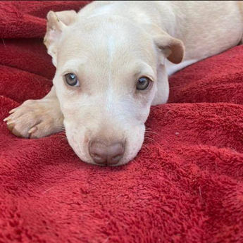 Chiffon - Puppy Area