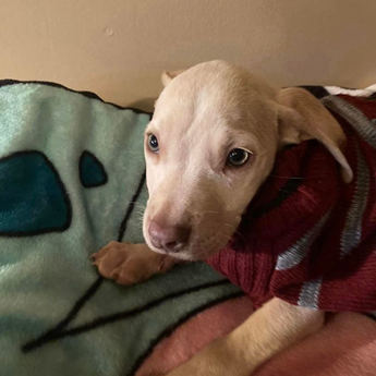 Chiffon - Puppy Area