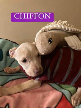 Chiffon - Puppy Area