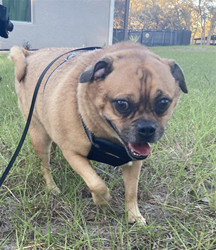 Chuggle - Puppy Area