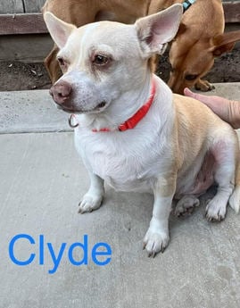 Clyde - Puppy Area