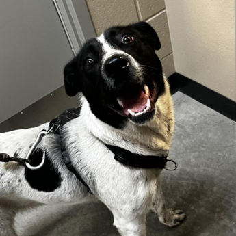 Dalilah - Puppy Area