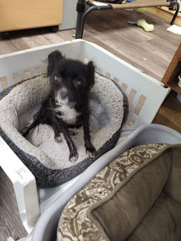 Itsy Bitsy Betsy Smallest Dog In The Worls - Puppy Area