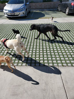 Itsy Bitsy Betsy Smallest Dog In The Worls - Puppy Area
