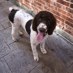 Jacques - Puppy Area