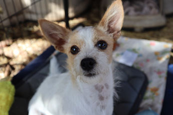 Little Munchkin - Puppy Area