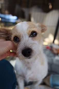 Little Munchkin - Puppy Area