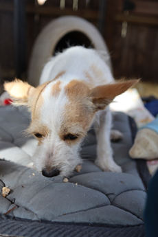 Little Munchkin - Puppy Area