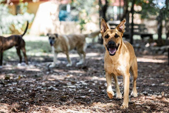 Mabel Marie the Smart Puppers - Puppy Area