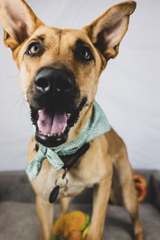 Mabel Marie the Smart Puppers - Puppy Area