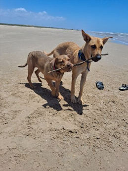 Mabel Marie the Smart Puppers - Puppy Area