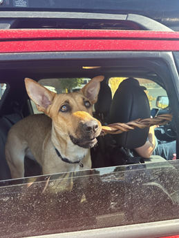 Mabel Marie the Smart Puppers - Puppy Area