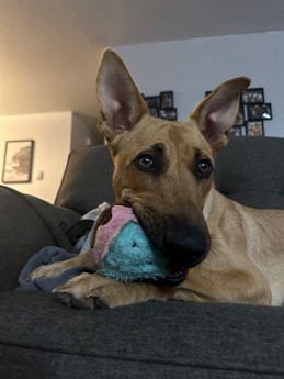 Mabel Marie the Smart Puppers - Puppy Area