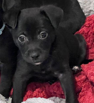 Midnight (Red Litter) - Puppy Area