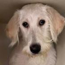 Noodles - Puppy Area