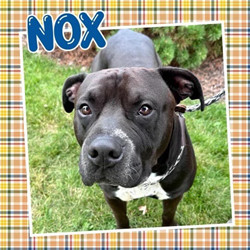 Nox - Puppy Area