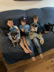 Papas (Potatoes in Spanish) (Super Cute and LOVES to Cuddle & Be Near ...