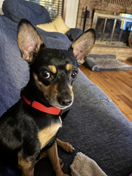 Papas (Potatoes in Spanish) Super Cute and LOVES to cuddle and be near ...