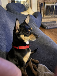 Papas (Potatoes in Spanish) Super Cute and LOVES to cuddle and be near ...