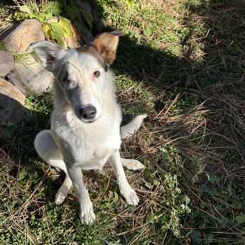 Plankton - Puppy Area