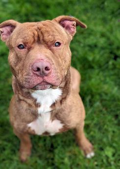 Poseidon - Puppy Area