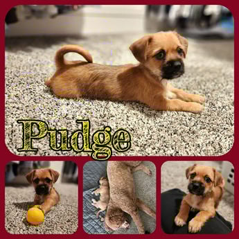 Pudge - Puppy Area