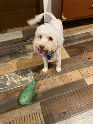 Roosevelt - Puppy Area