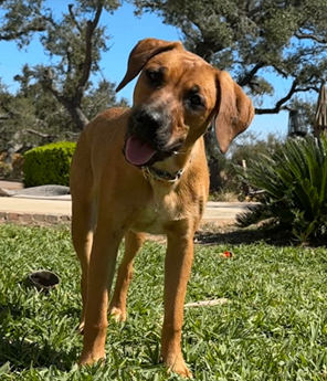 Ruby (TX) - Puppy Area