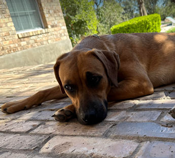 Ruby (TX) - Puppy Area