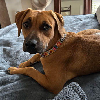 Ruby (TX) - Puppy Area