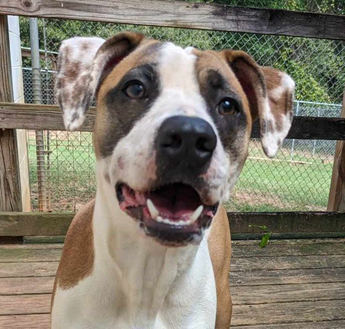 Trinity - Puppy Area