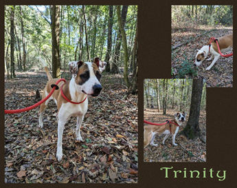 Trinity - Puppy Area