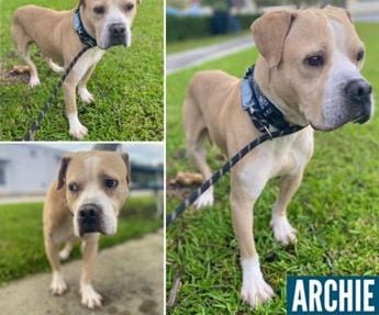 Archie - Puppy Area
