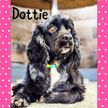 Dottie - Puppy Area